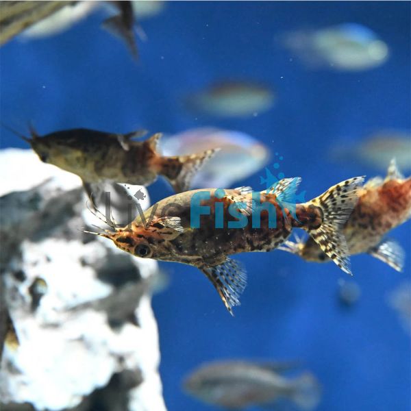 upside down catfish temperature