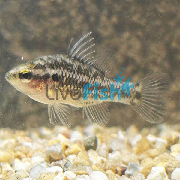 Western Pygmy Perch 4cm "Delivered to your door in Australia''