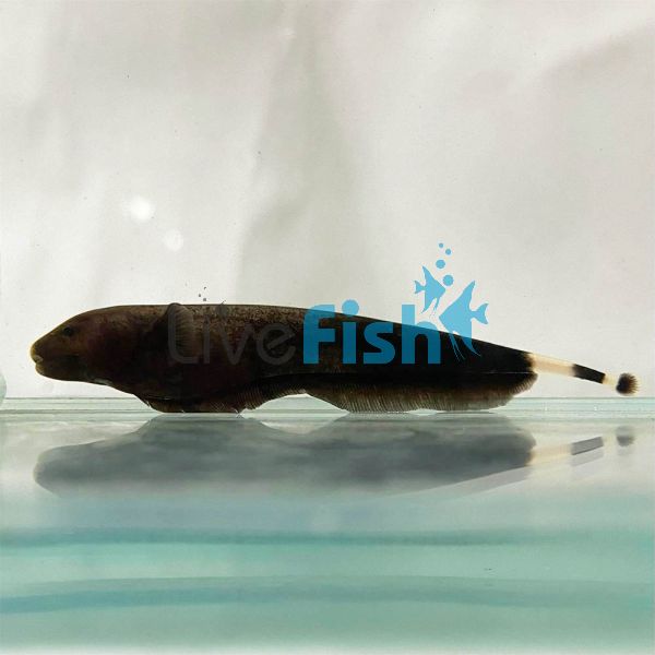 white ghost knife fish