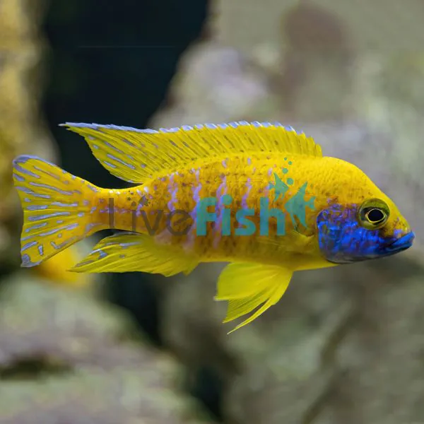 yellow peacock