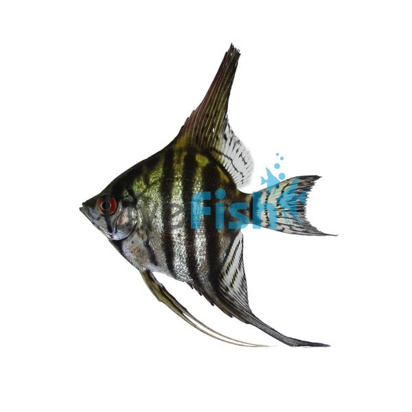 Zebra Lace Angelfish 3.5cm "Delivered to your door in Australia''