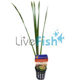 Sword Ozelot Green - Pot "Delivered to your door in Australia