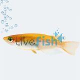 Medaka Oryzias latipes delivered to your door