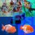 Assorted PREMIUM Fantail - Small "Delivered to your door in Australia''
