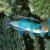 Solar Fairy Wrasse - Medium "Delivered to your door in Australia''