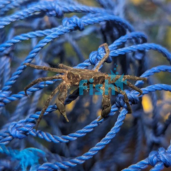 Cherry Spider Crab 4cm "Delivered to your door in Australia''