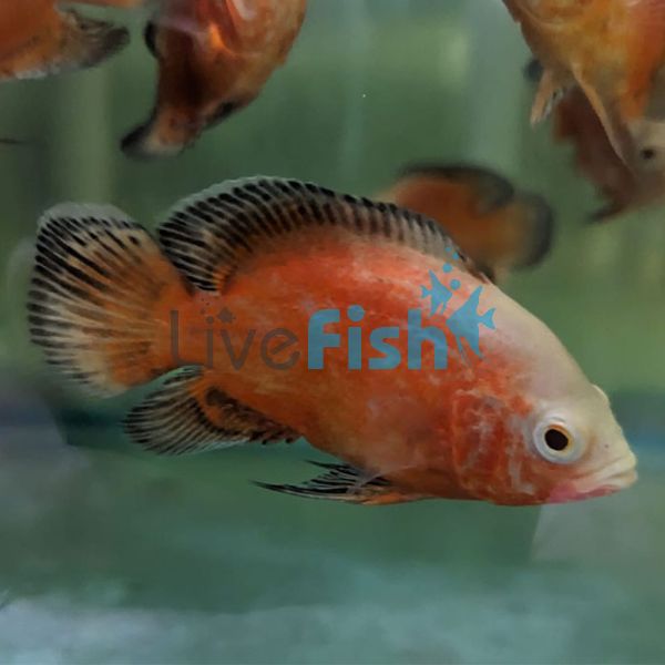 Chilli Red Oscar 9cm "Delivered to your door in Australia''