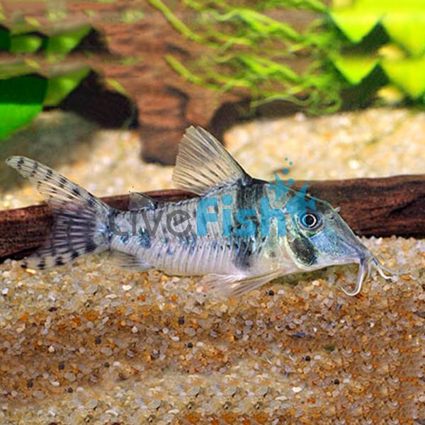 Corydoras Orcesi 3.5cm "Delivered to your door in Australia''