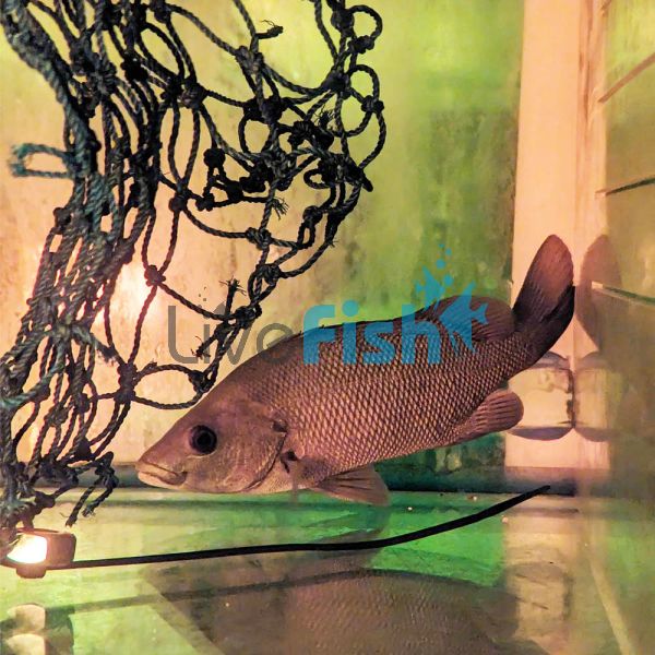 Grunter Sooty - Wild Caught 10cm "Delivered to your door in Australia''