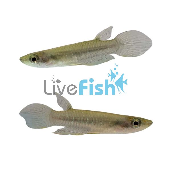 Panchax Dwarf - Sri Lanka - Wild Caught 2cm "Delivered to your door in ...