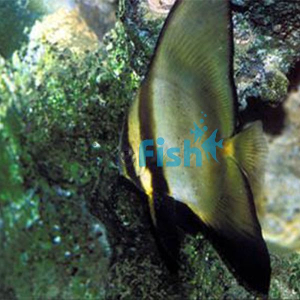 Pinnatus Batfish - Tiny "Delivered to your door in Australia''