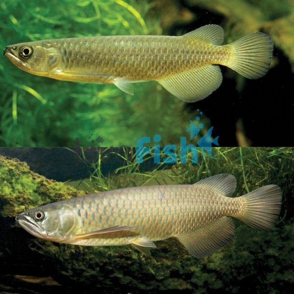 Saratoga Leichardti 7cm "Delivered to your door in Australia''