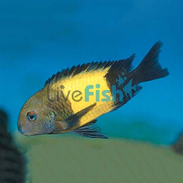 Tropheus Kaiser Ikola 5cm "Delivered to your door in Australia''