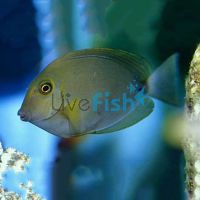 Tang Surgeon Fish for Sale | LiveFish