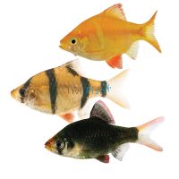 how big do barbs get