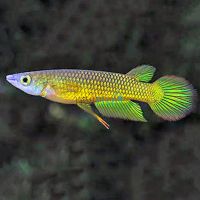 Killifish for Sale | LiveFish