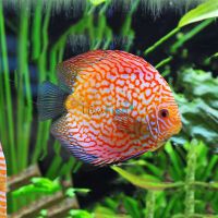 Discus Fish