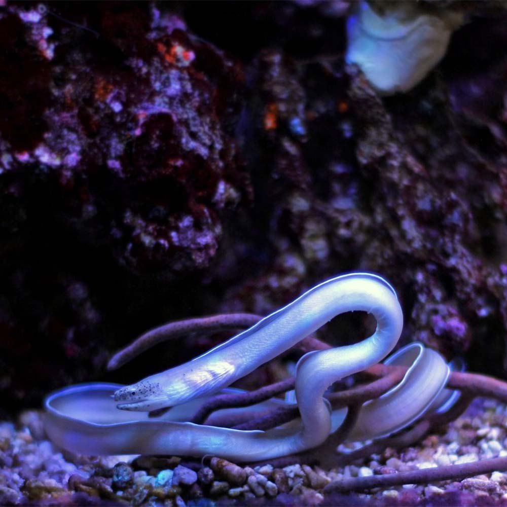 Eel - White Ribbon Medium "Delivered to your door in Australia''