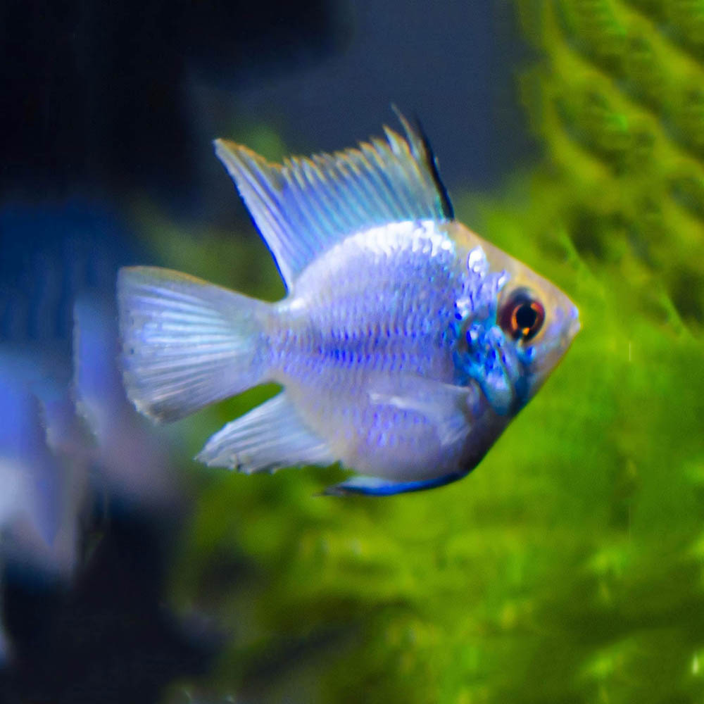 Balloon Electric Blue Ram 2.5cm "Delivered to your door in Australia''