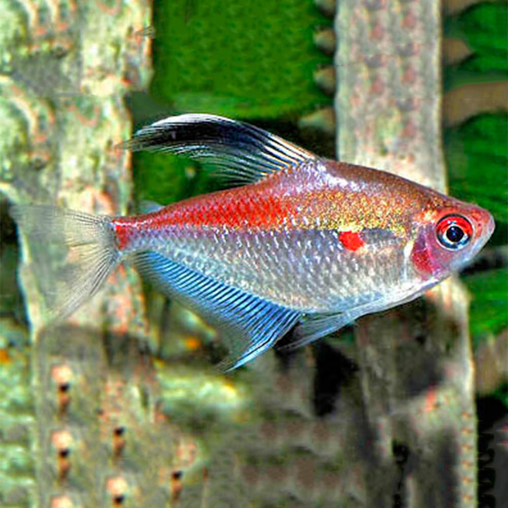 Flameback Bleeding Heart Tetra 3.5cm "Delivered to your door in Australia''