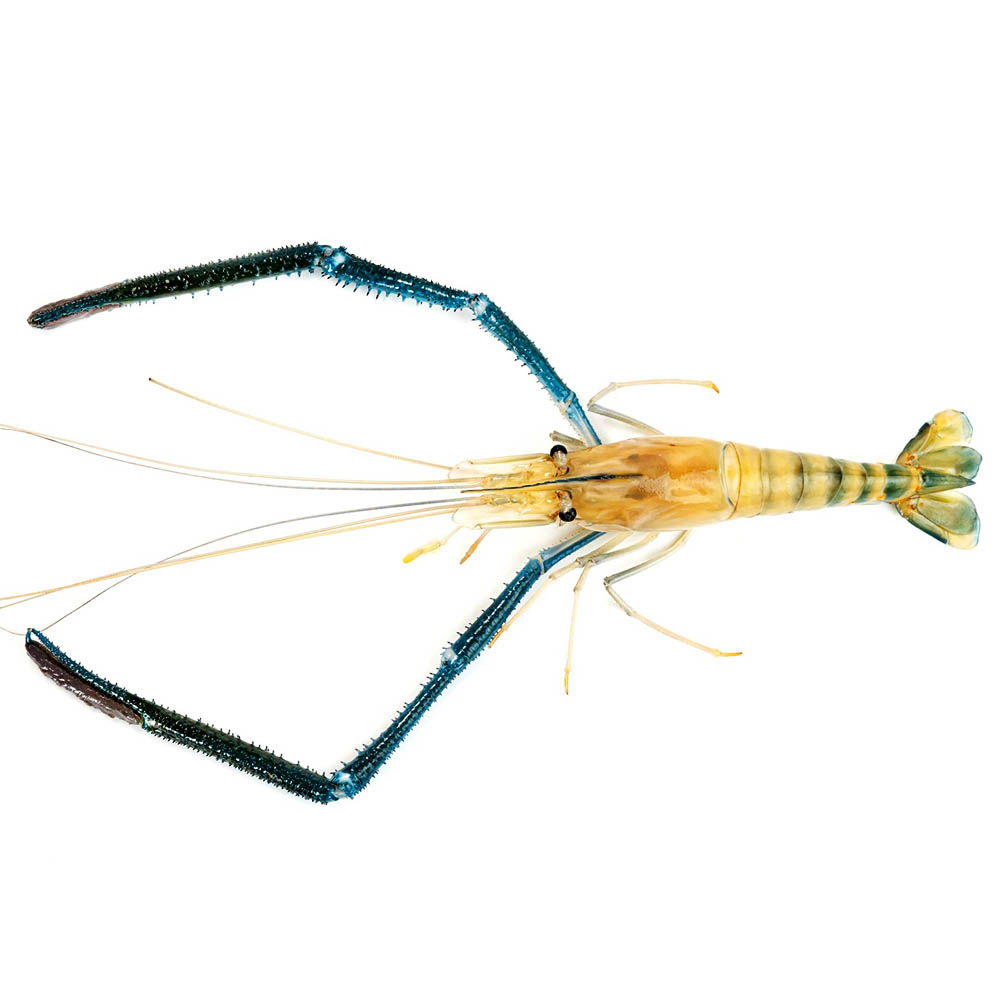 Freshwater Prawn Long Claw 10cm "Delivered to your door in Australia''
