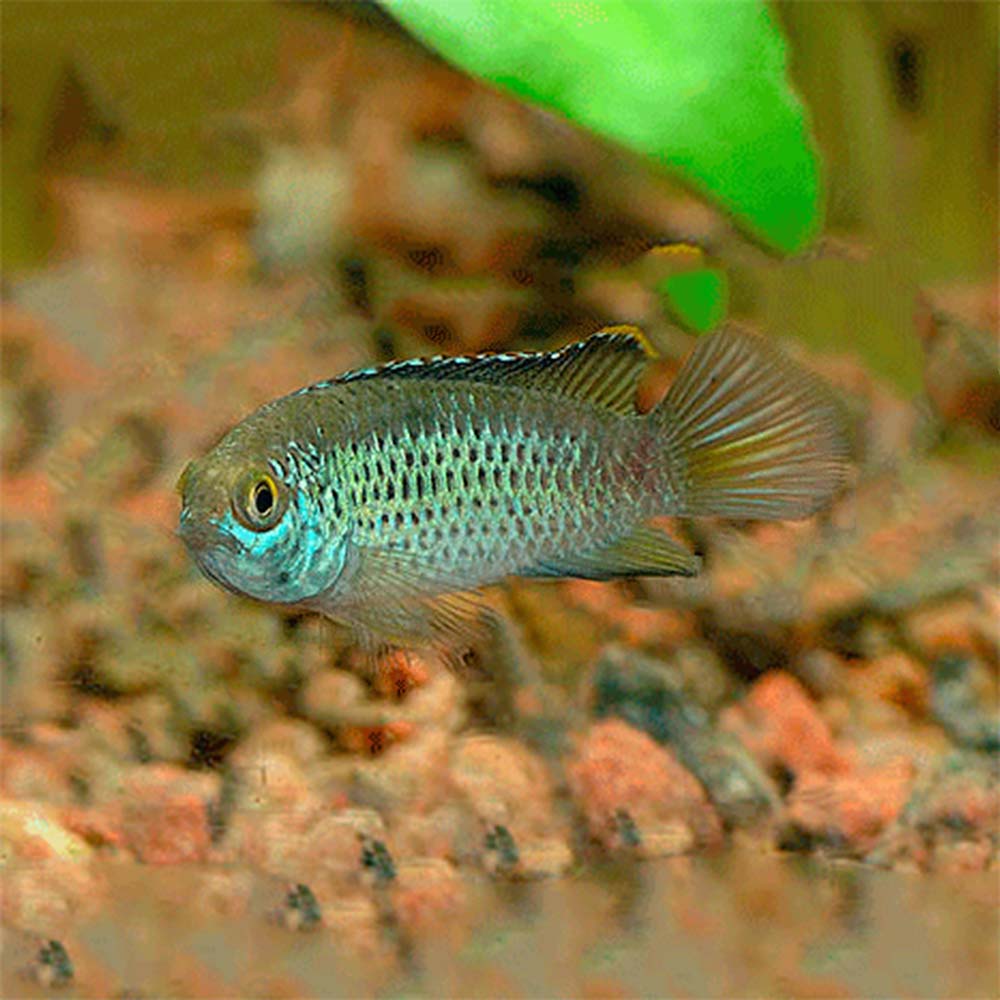 Golden Dwarf Cichlid 3.5cm "Delivered to your door in Australia''