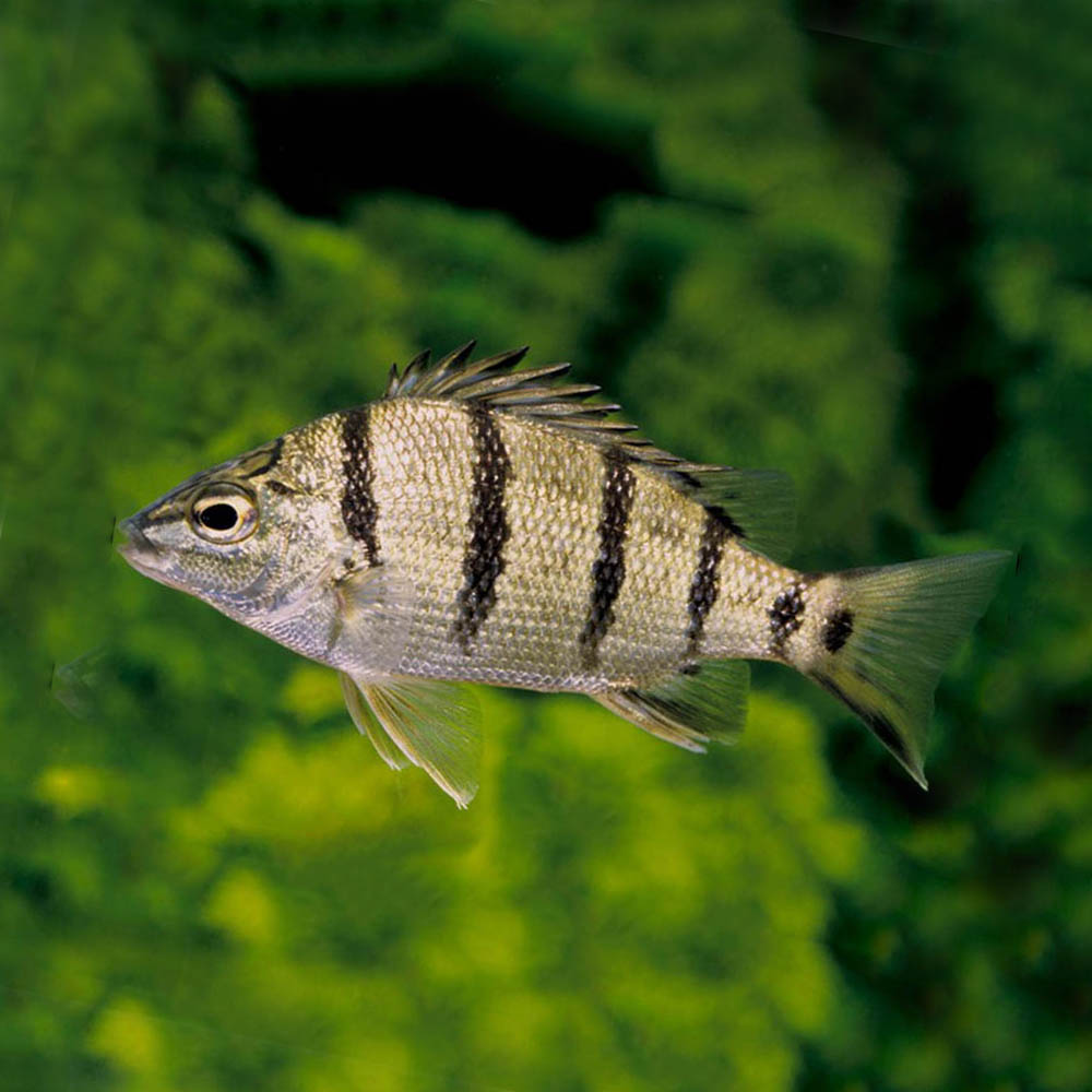 Barred Grunter 6cm "Delivered to your door in Australia''