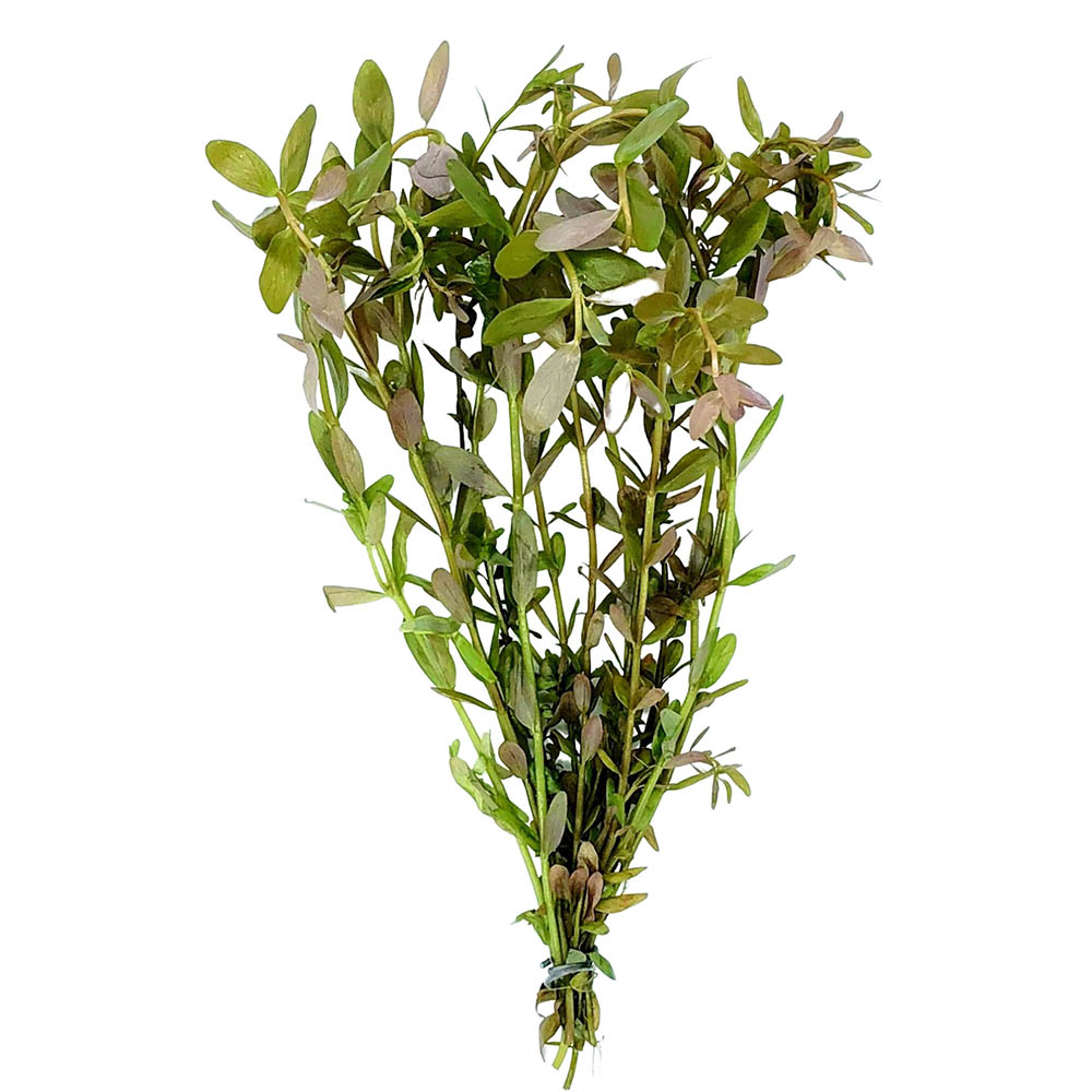 Pink Baby Tears Bunch