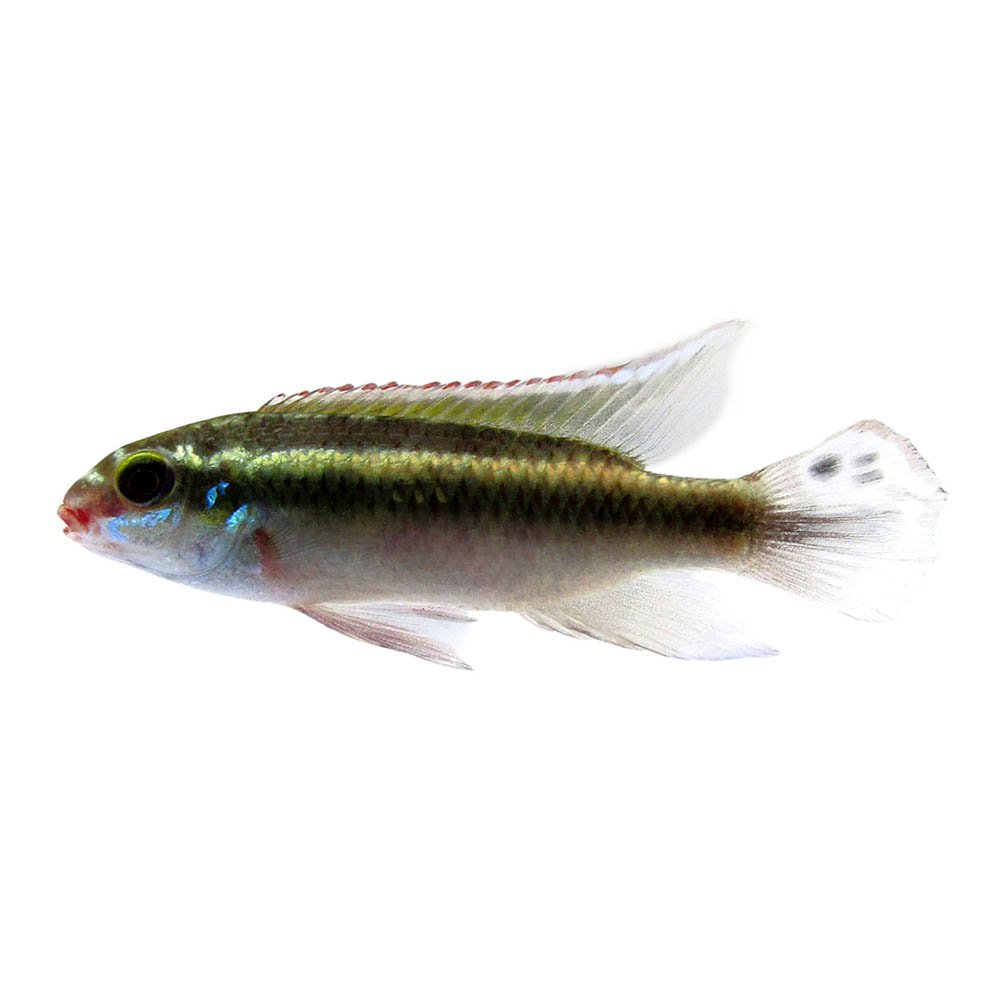 KRIBENSIS WILD RED AZUMINI BLUE RIVER delivered to your door in Australia