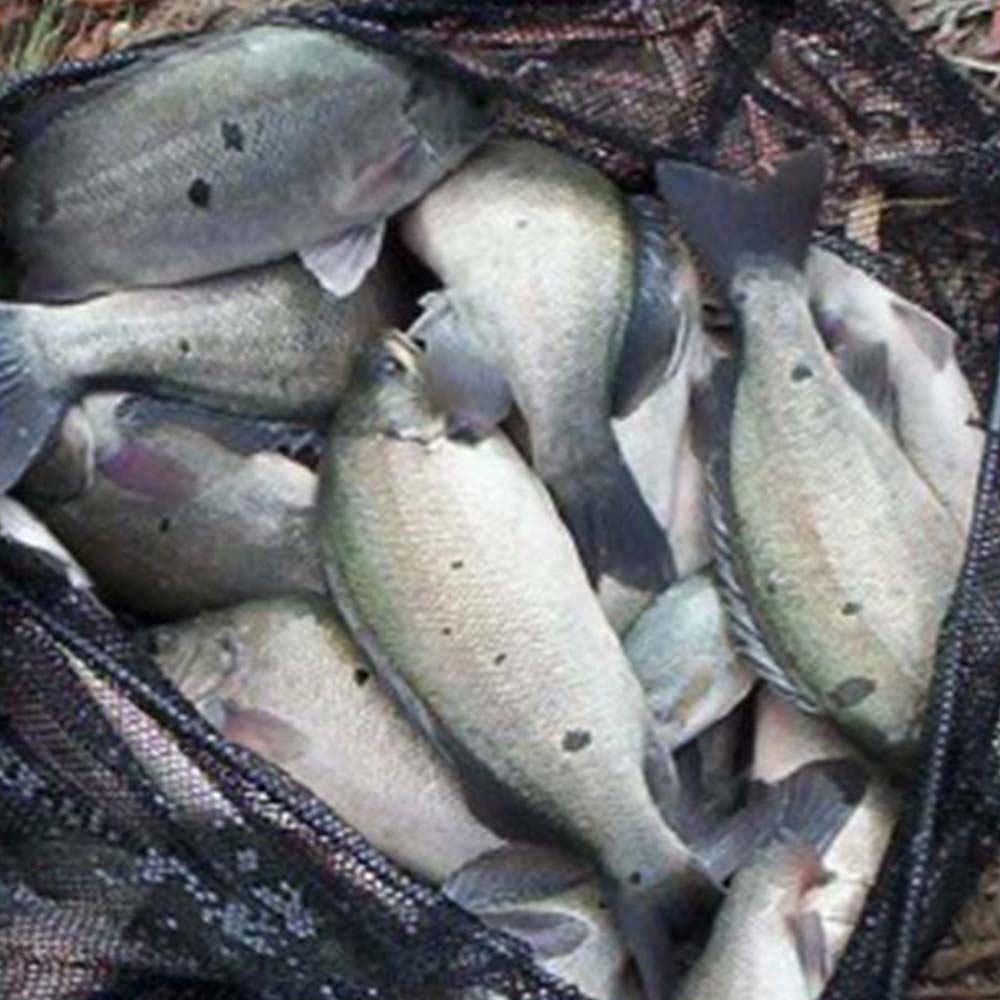 500x Jade Perch 3-4cm "Delivered to your door in Australia''