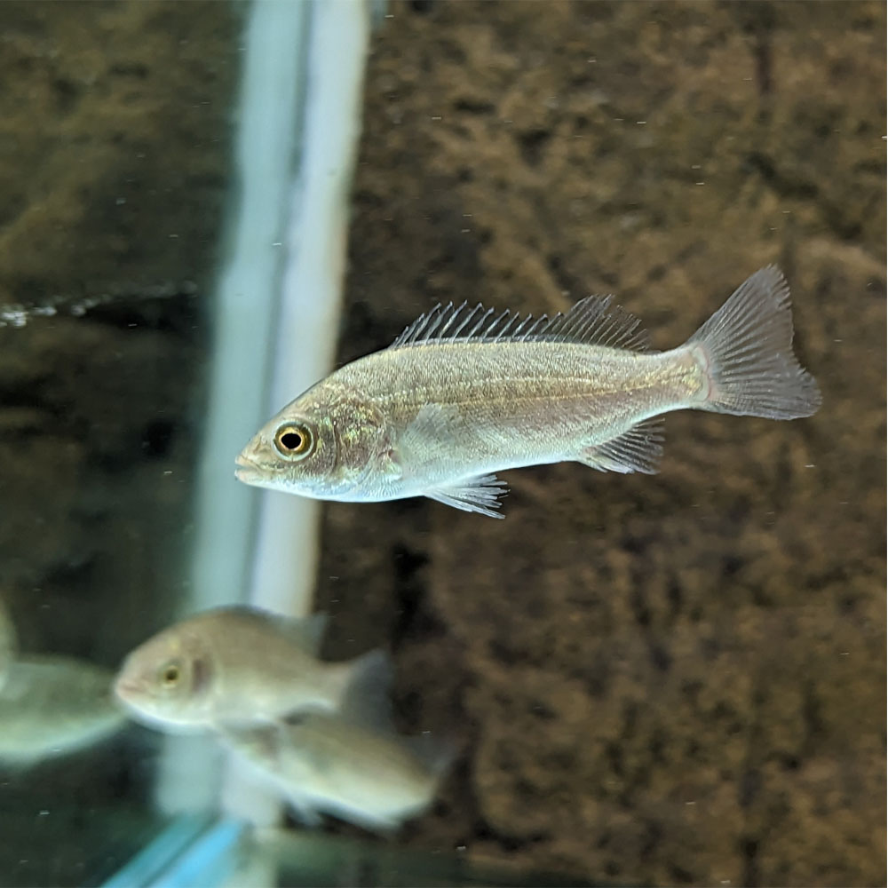 50 x Jade Perch 4-6cm "Delivered to your door in Australia''