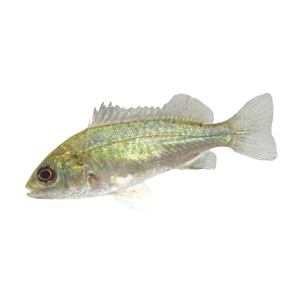 Jade Perch (2.5-3.5cm) "Delivered to your door in Australia''