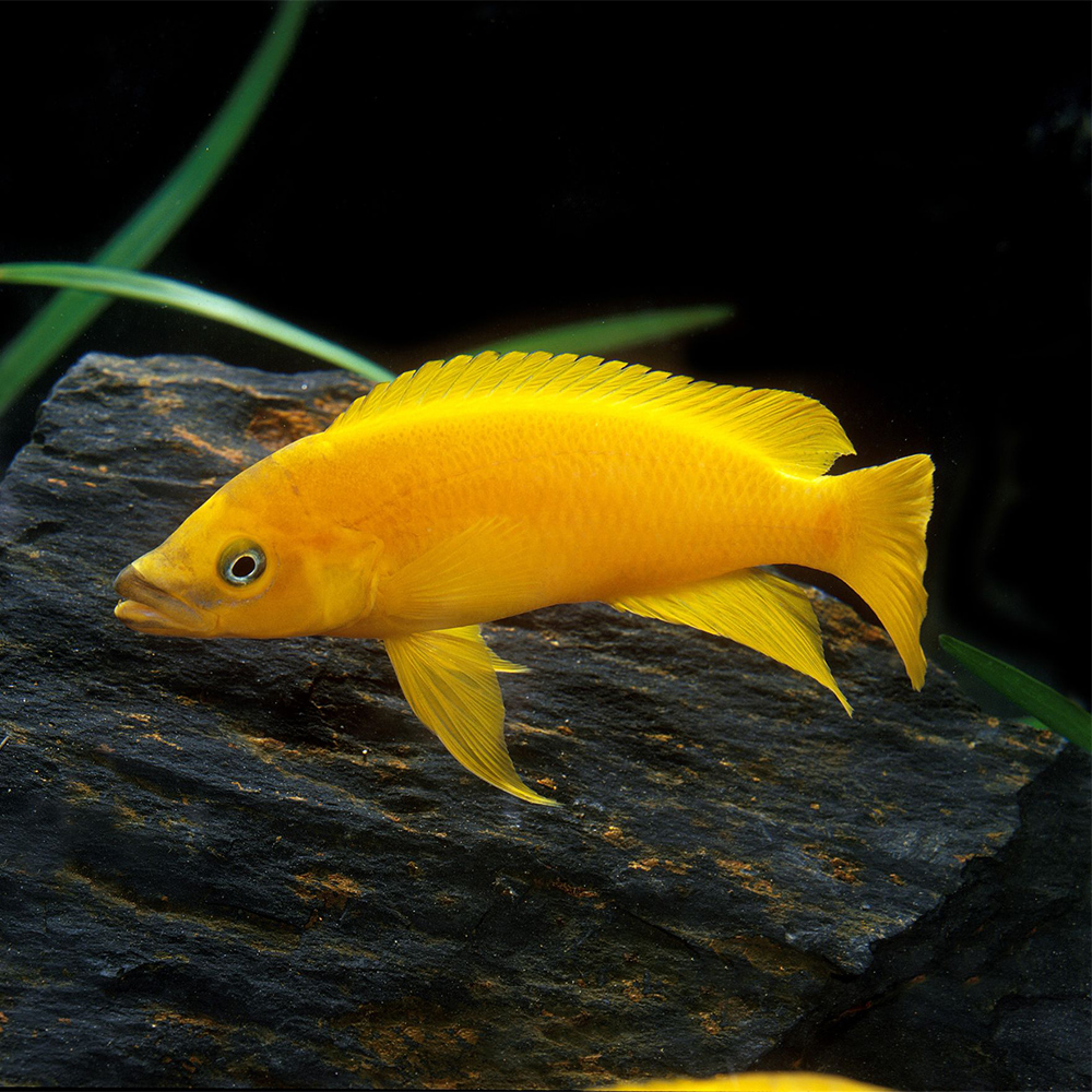 Lemon Cichlid 4cm 'Delivered to your door in Australia'