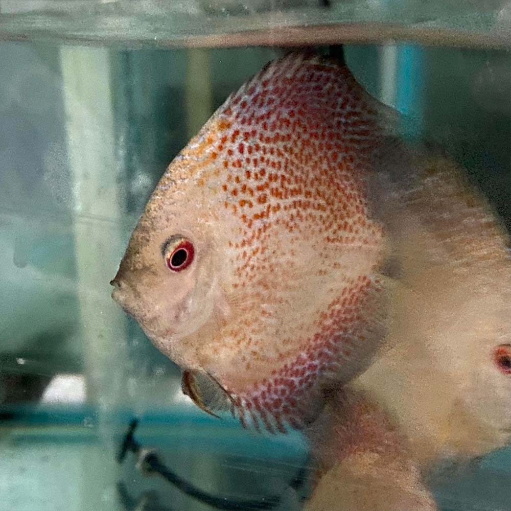 Leopard Snakeskin Eruption Discus 7cm 'Delivered to your door in Australia'