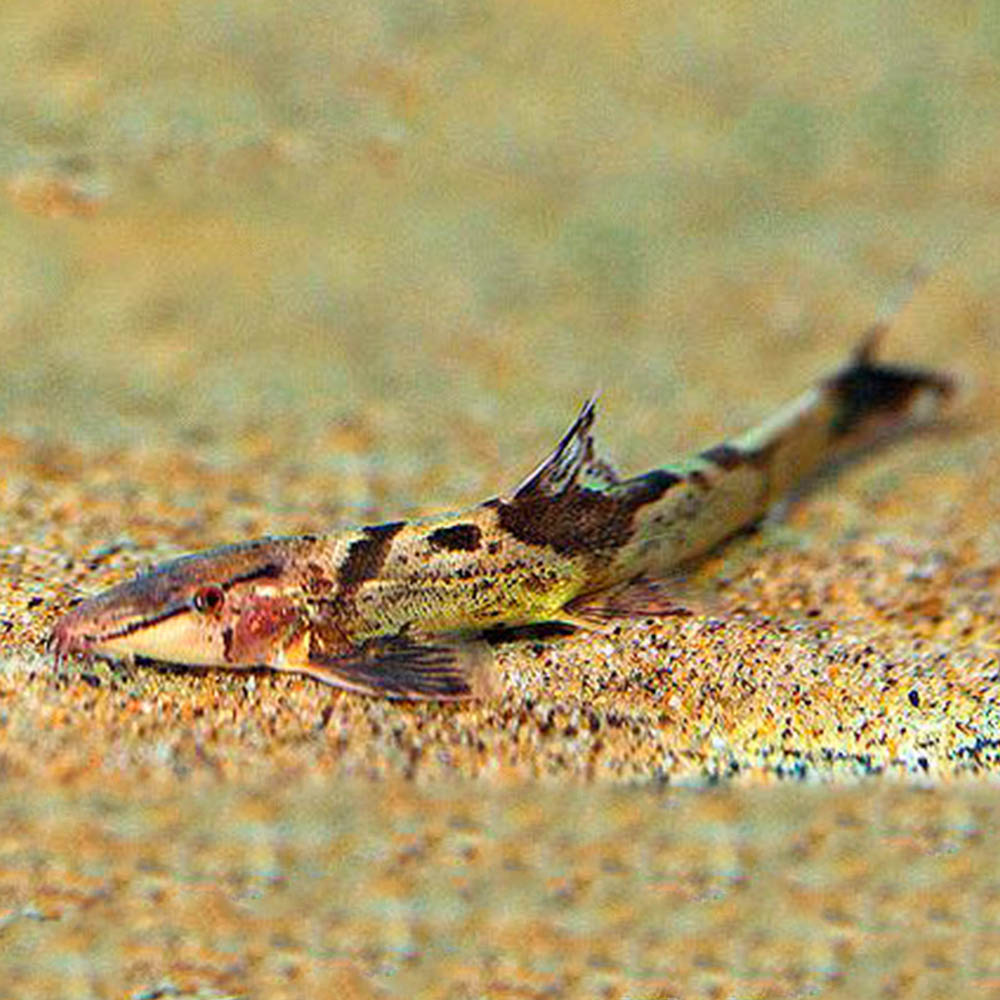 Lizard Fish 9cm "Delivered to your door in Australia''