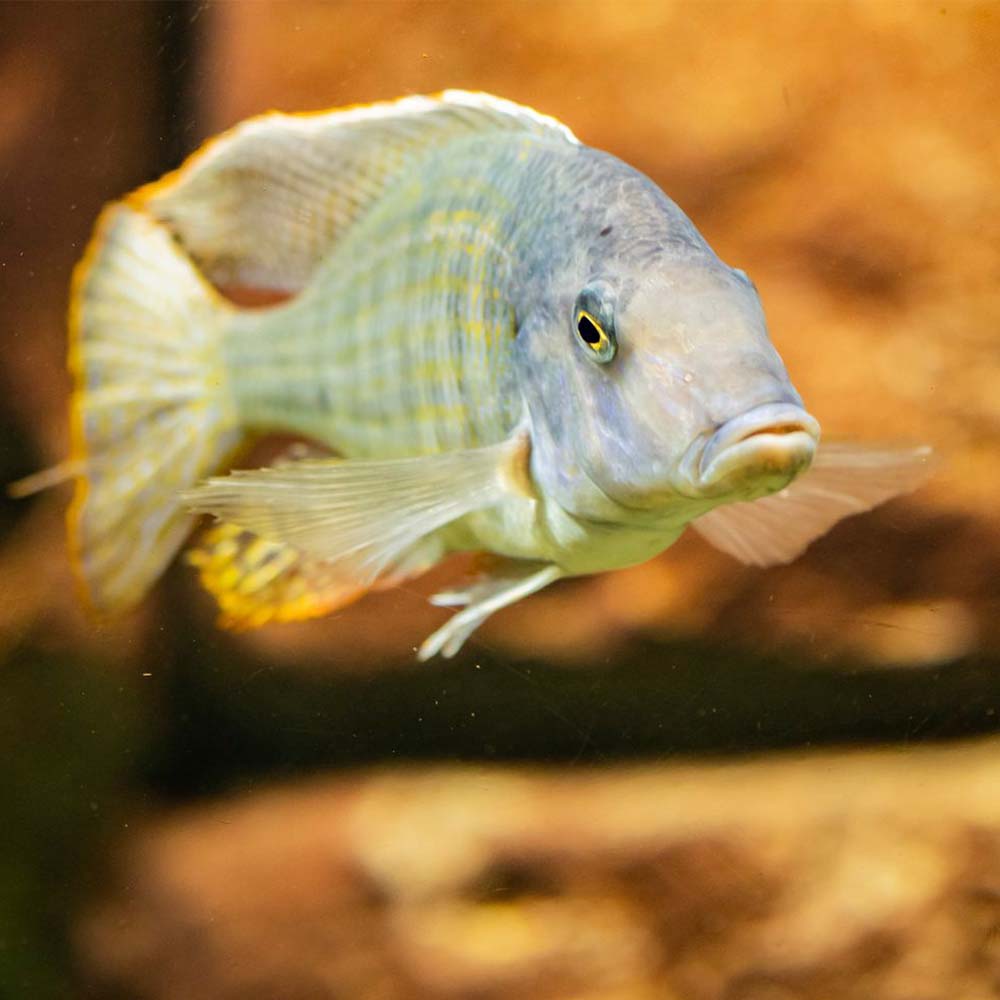 Malawi Sand Diver 5cm "Delivered to your door in Australia''