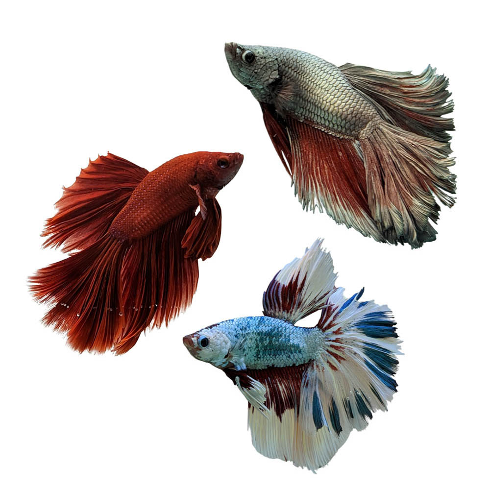 Male Halfmoon Blue Betta 5cm "Delivered to your door in Australia''