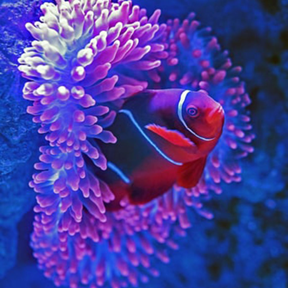 Maroon Clownfish MED "Delivered to your door in Australia''