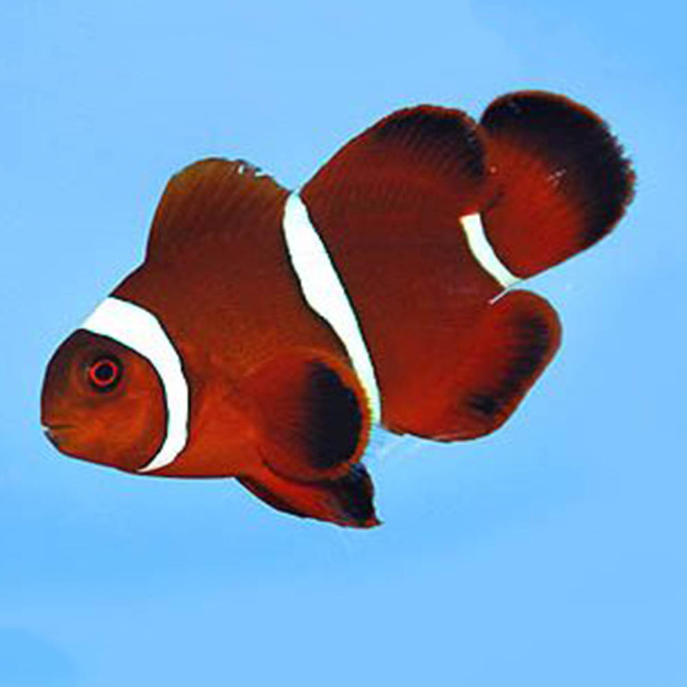Maroon Clownfish MED "Delivered to your door in Australia''
