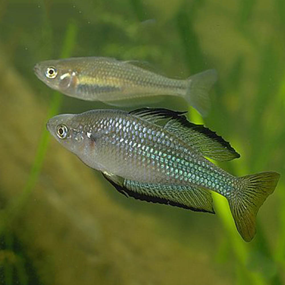 Murray River Rainbow 3.5cm