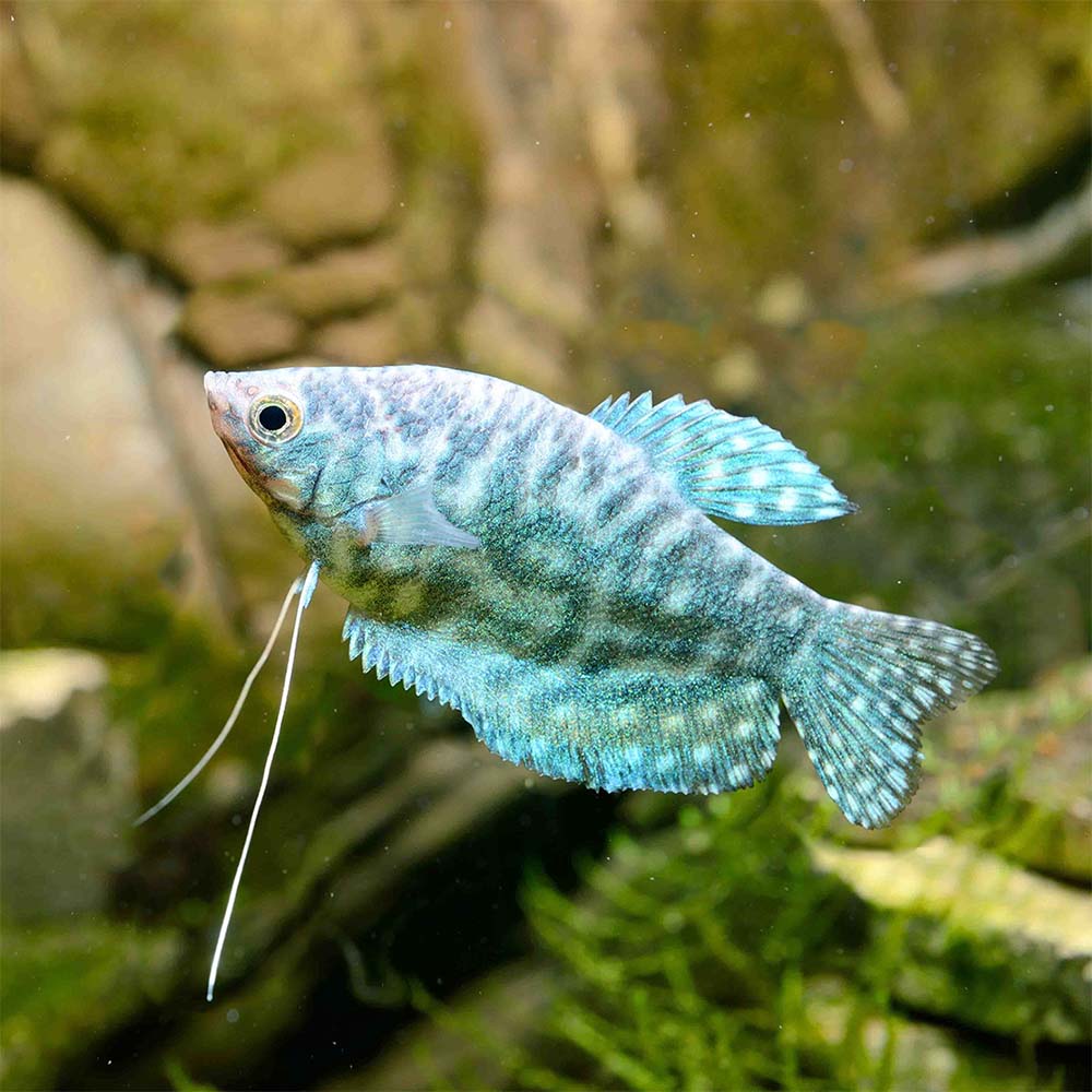 Opaline Gourami 5cm Trichogaster trichopterus Delivered to your door in ...