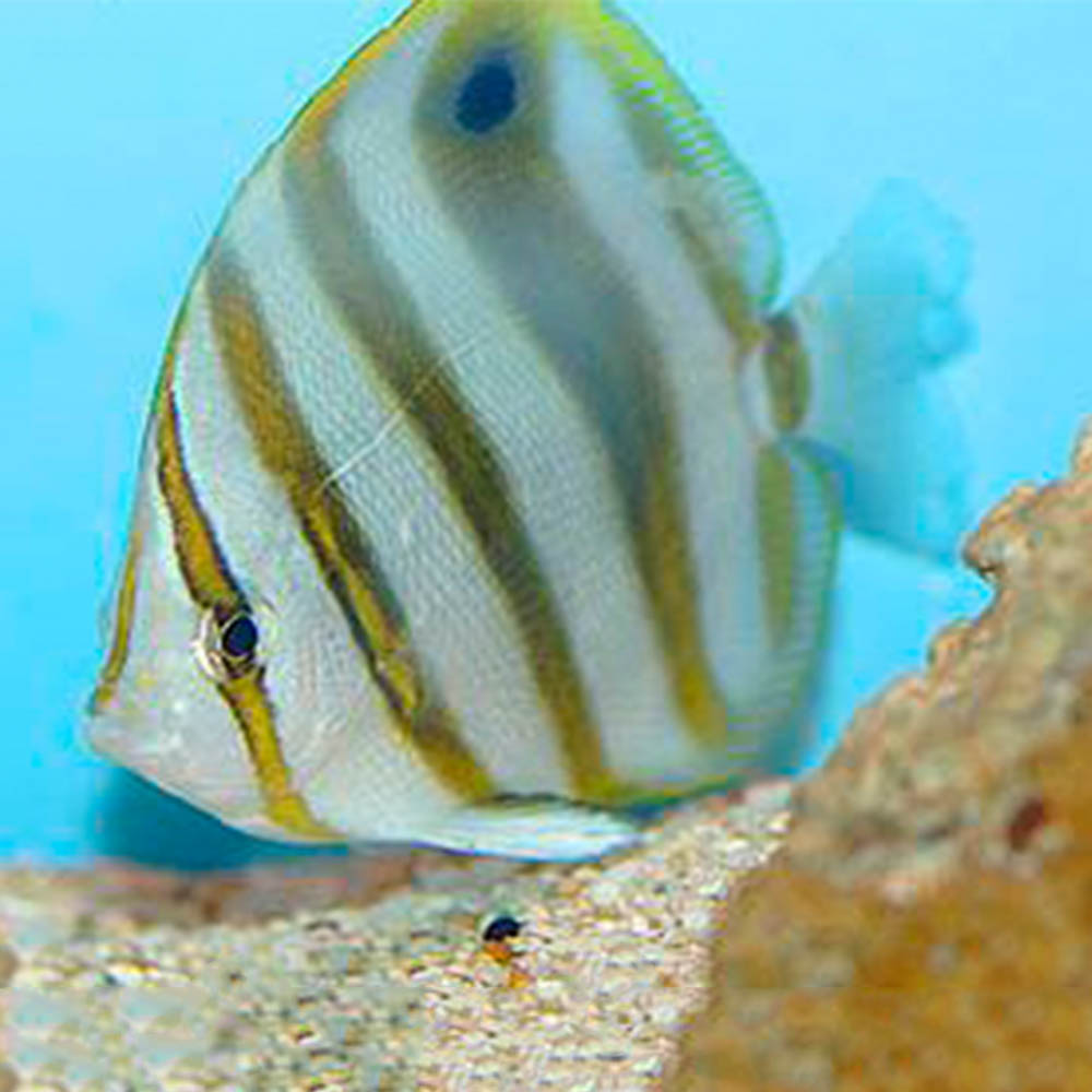 Butterflyfish Ocellate SML "Delivered to your door in Australia''