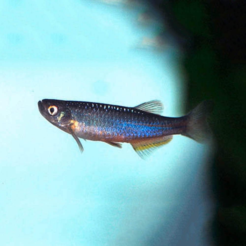 ORANGE FINNED DANIO Danio kyathit Delivered to your door in Australia