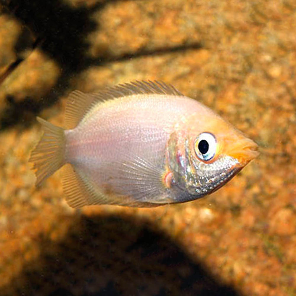 Pink Kissing Gourami 9cm "Delivered to your door in Australia''