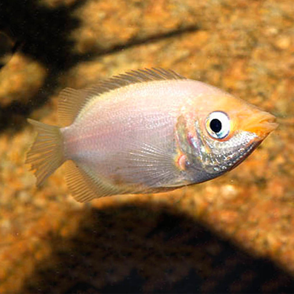 Pink Kissing Gourami 7cm "Delivered to your door in Australia''