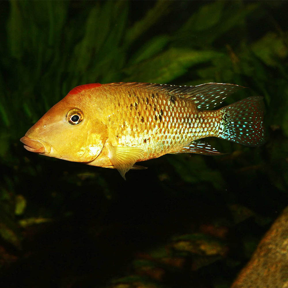 Red Hump Cichlid 6cm "Delivered to your door in Australia''