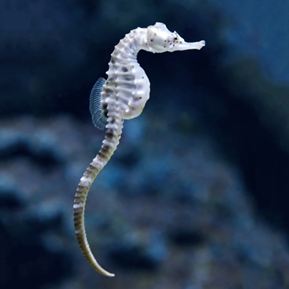 Southern Knight Seahorse 10cm "Delivered to your door in Australia''