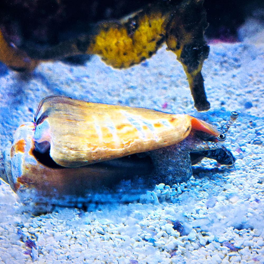 Stromb Snail delivered anywhere in Australia