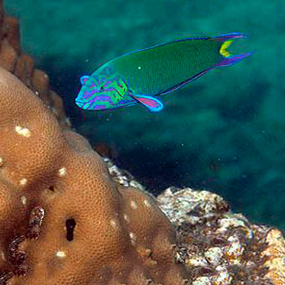 Moon Wrasse SML "Delivered to your door in Australia''