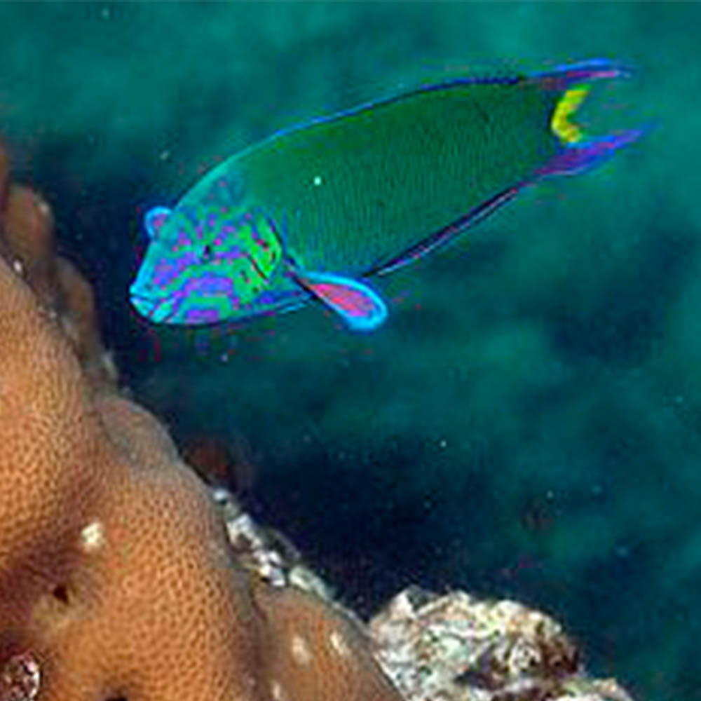 Moon Wrasse LGE "Delivered to your door in Australia''